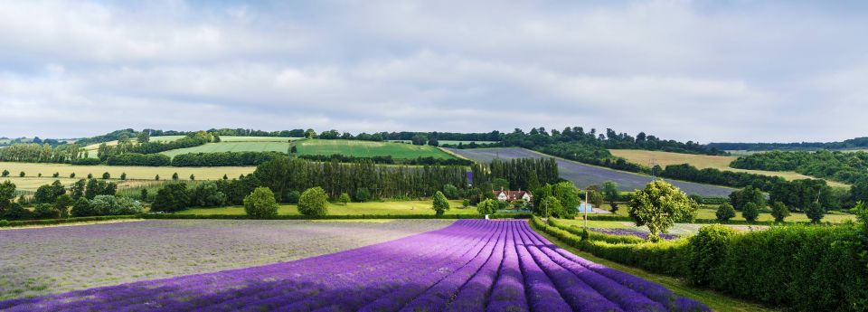 Lavender Fields, Darenth Valley, Kent