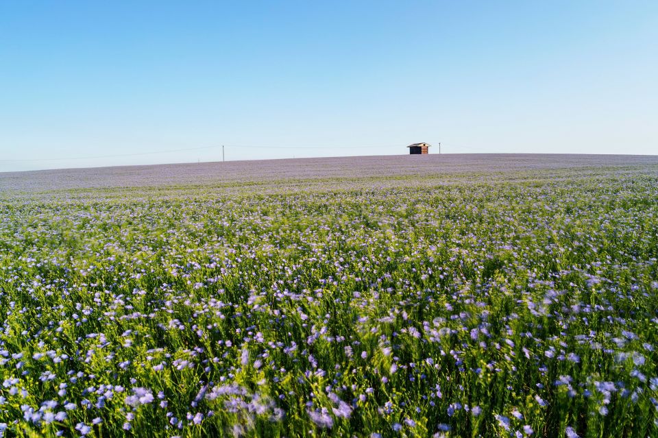 Linseed Fields, nr Farthing Common, Kent