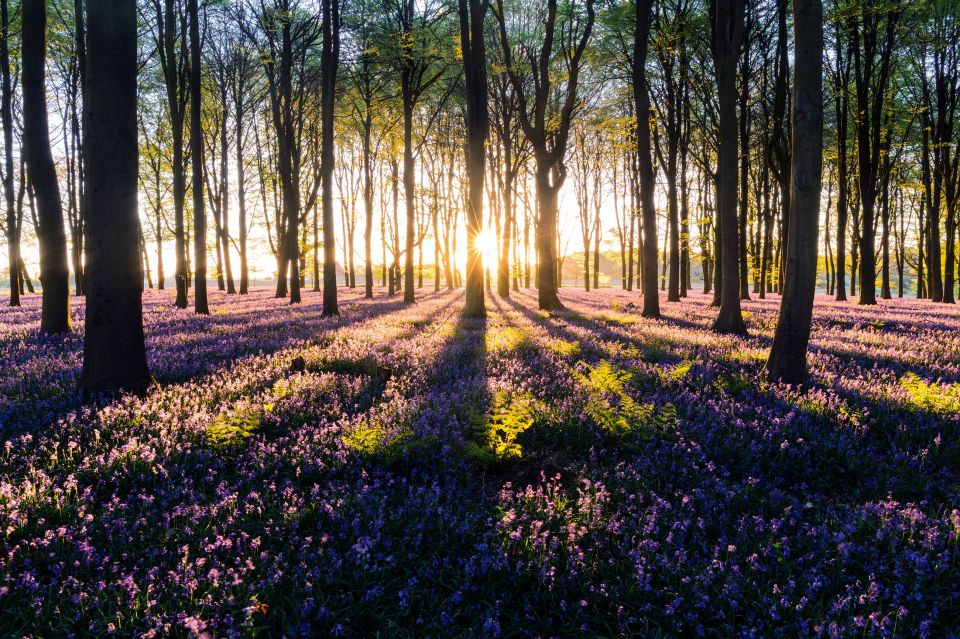 Kingswood with a carpet of Bluebells, Kent