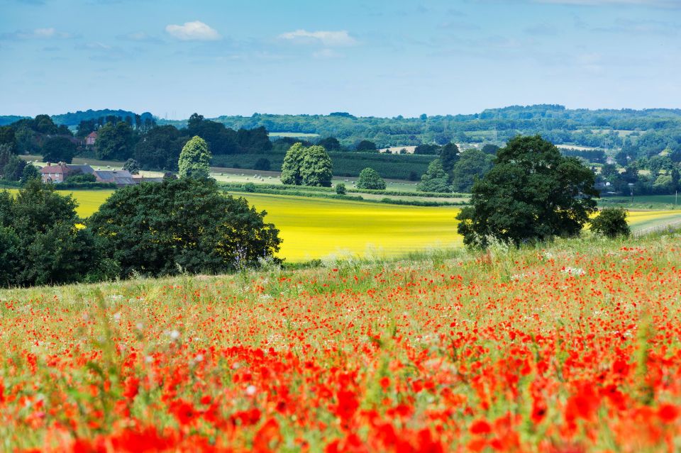 Chartham Downs, Kent
