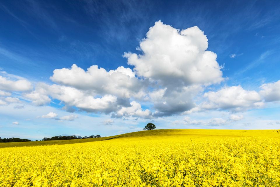 Clouds over Gold, Swale, Kent