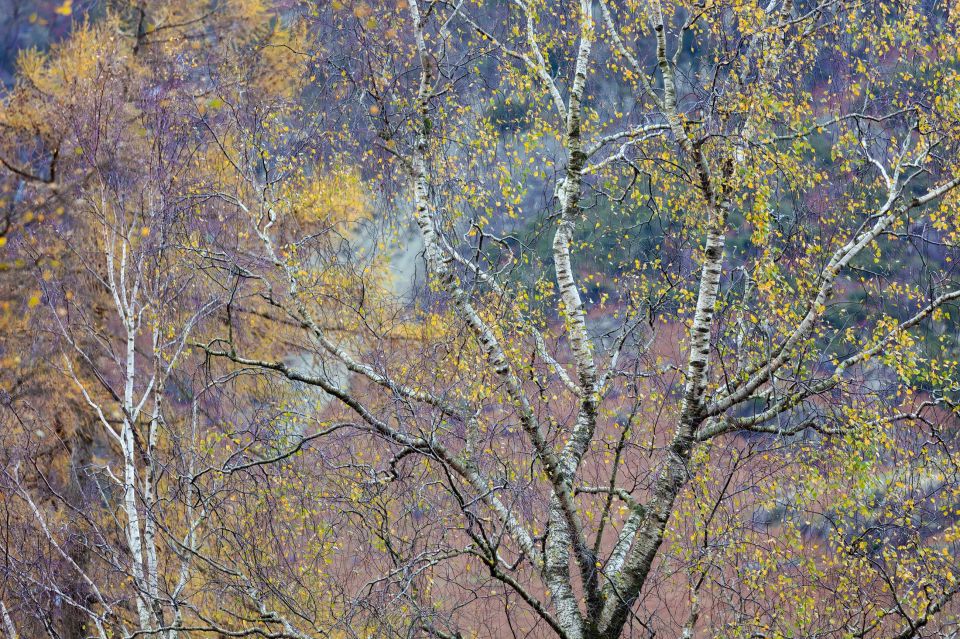 Autumn trees, Borrowdale